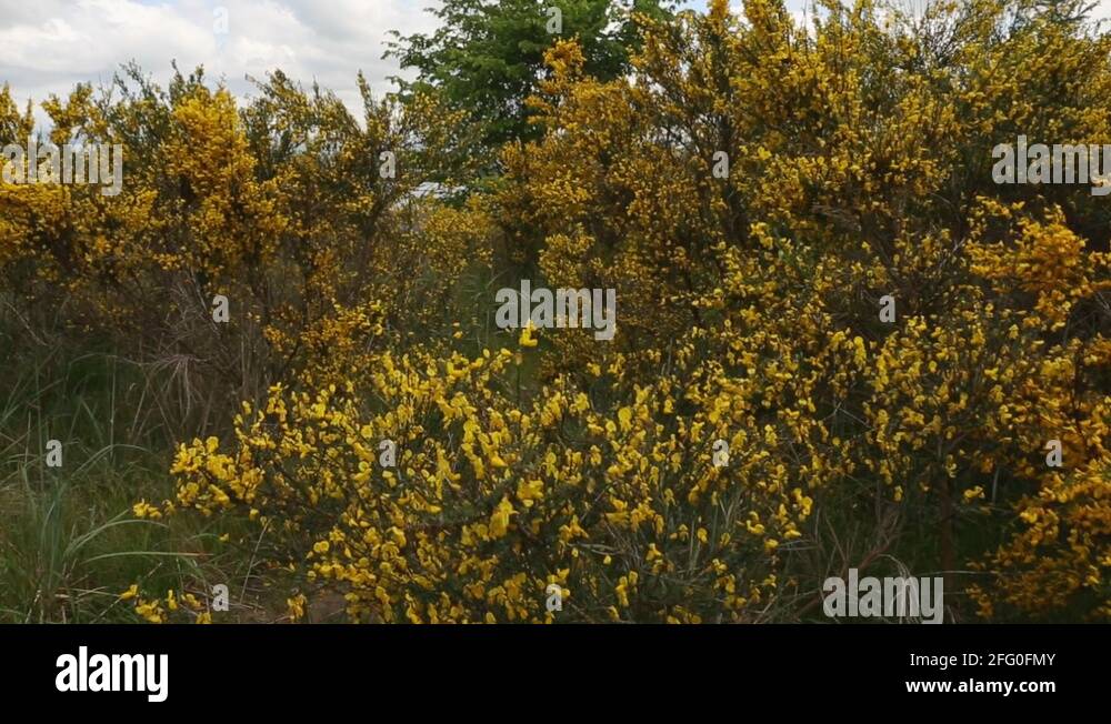 Invasive british species Stock Videos & Footage - HD and 4K Video Clips ...
