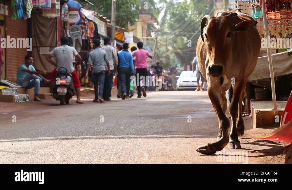 Cow foot Stock Videos & Footage - HD and 4K Video Clips - Alamy