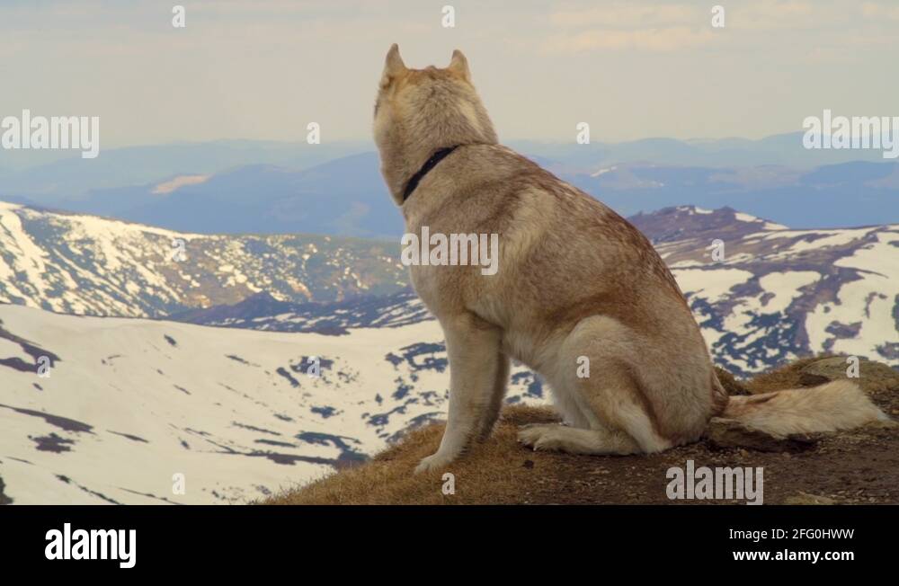 husky on the top of a mountain Stock Video Footage - Alamy
