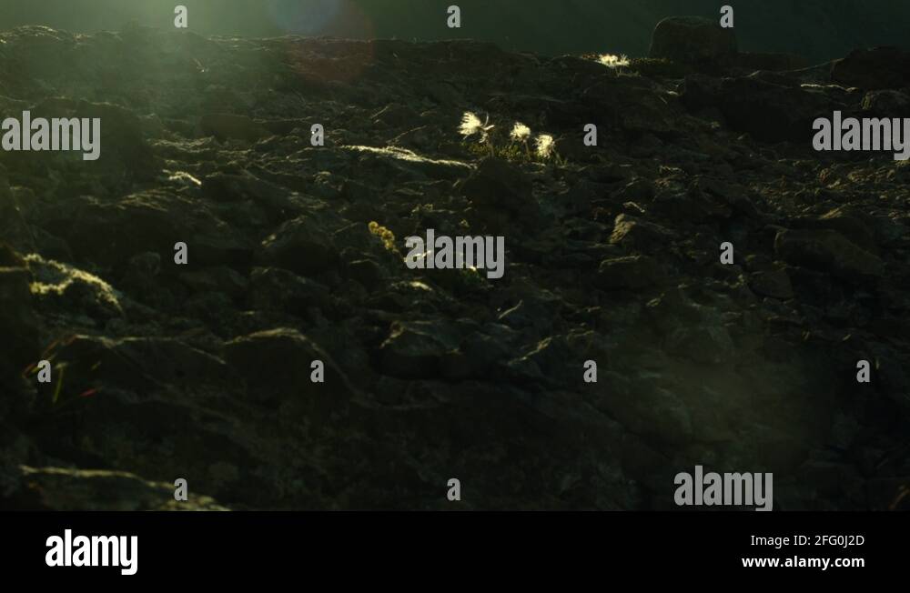 Tundra pattern Stock Videos & Footage - HD and 4K Video Clips - Alamy