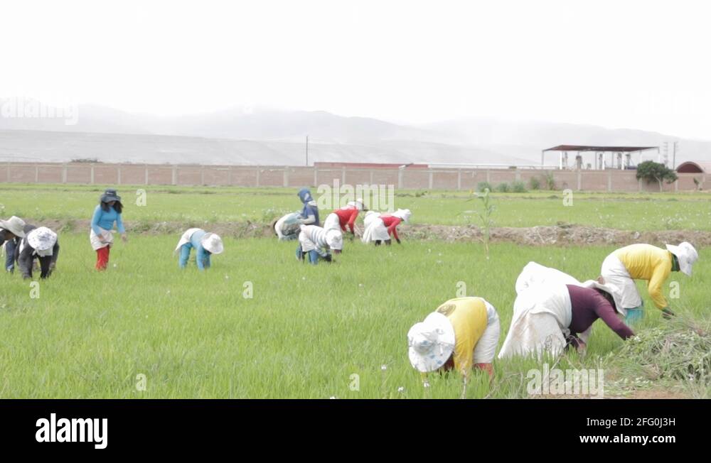 Rice Farmers Working Paddy Field, Traditional Planting, Weeding and ...