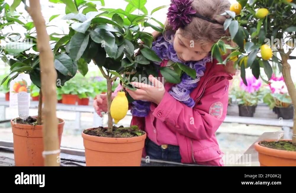 Mini citrus fruit Stock Videos & Footage - HD and 4K Video Clips - Alamy