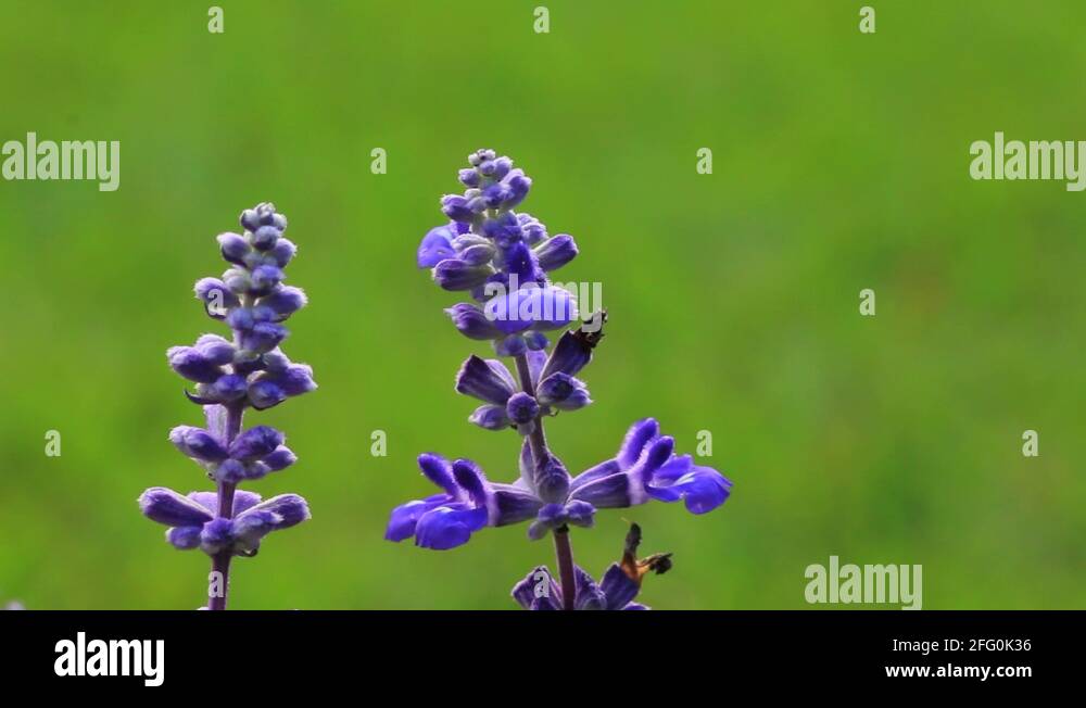 Horizontal stems Stock Videos & Footage - HD and 4K Video Clips - Alamy