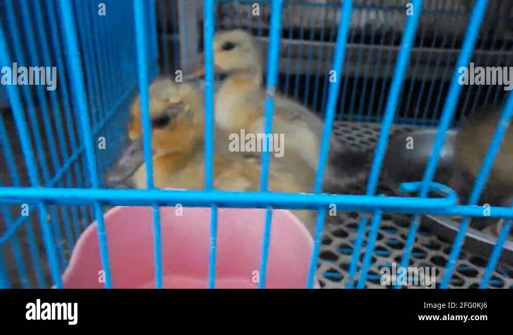 A few very cute little duck, unfortunately kept in the cage Stock Video ...