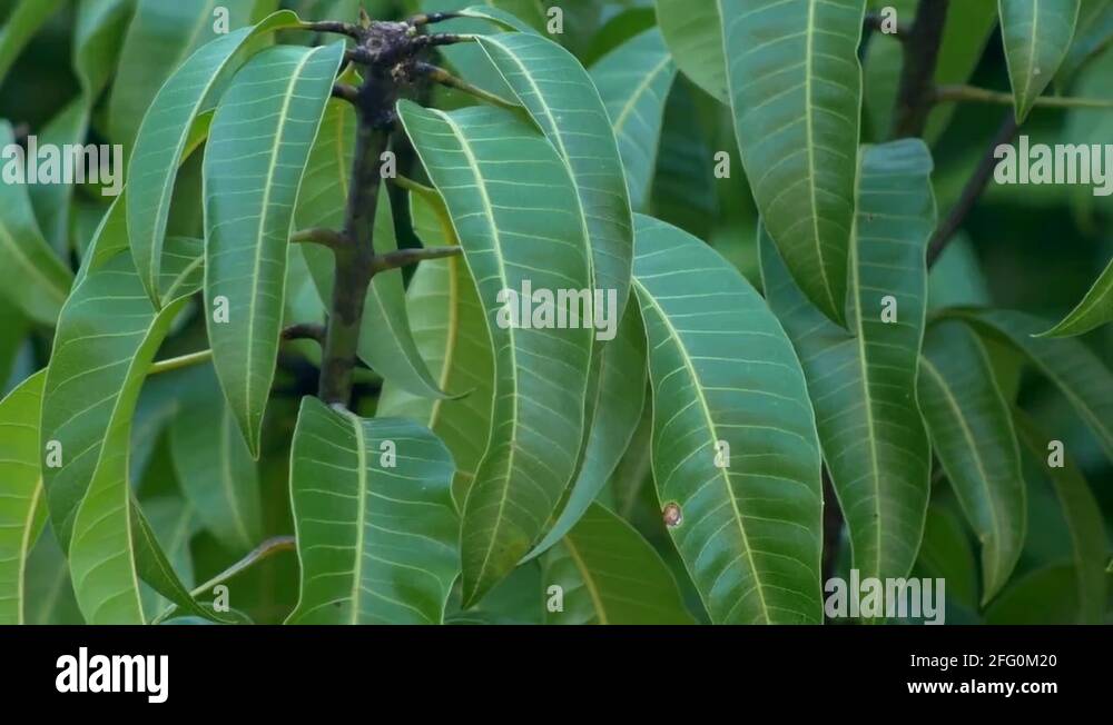 Cluster of tree leaves Stock Videos & Footage - HD and 4K Video Clips ...