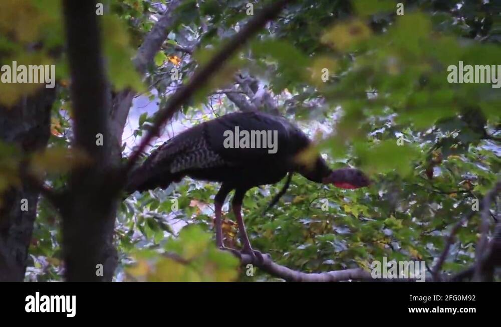 Wildlife in a tree Stock Videos & Footage - HD and 4K Video Clips - Alamy