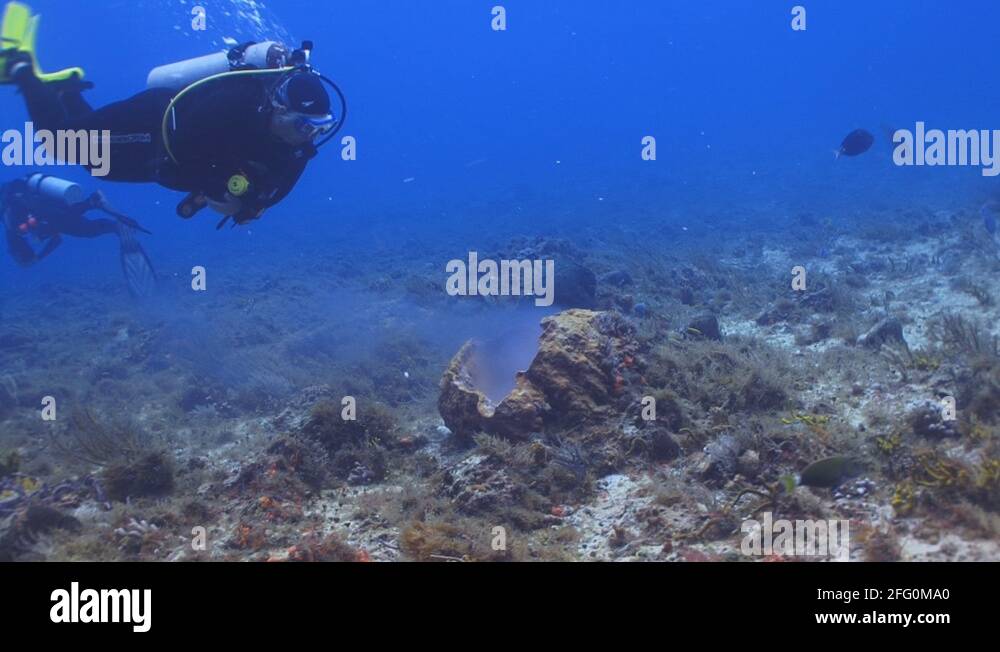 Sponge aquatic Stock Videos & Footage - HD and 4K Video Clips - Alamy