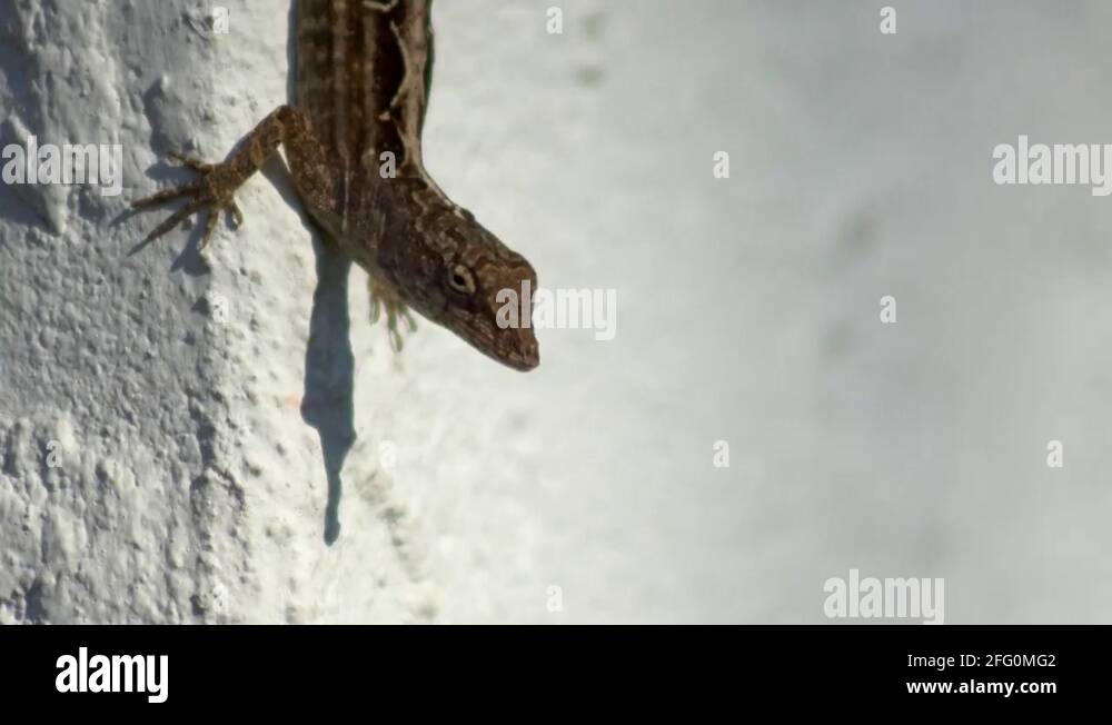 Invasive lizard Stock Videos & Footage - HD and 4K Video Clips - Alamy