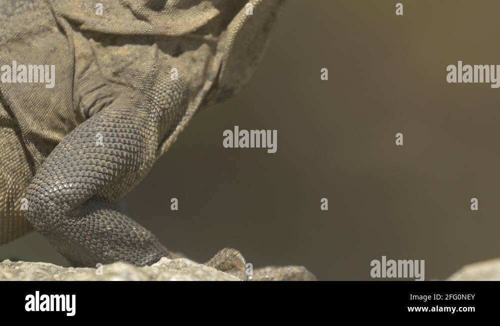 Reptile standing still on a rock at Xcaret Park, Mexico Stock Video ...