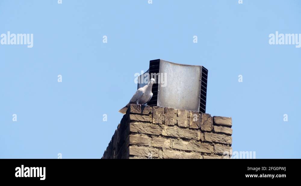 Pigeon and crow Stock Videos & Footage - HD and 4K Video Clips - Alamy
