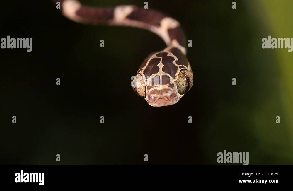 Juvenile tree snake Stock Videos & Footage - HD and 4K Video Clips - Alamy