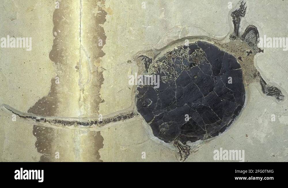 Fossil turtle Stock Videos & Footage - HD and 4K Video Clips - Alamy