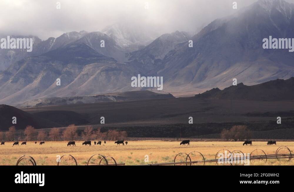 Ranch cattle mountains Stock Videos & Footage - HD and 4K Video Clips ...