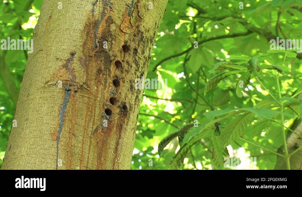 Tree canker Stock Videos & Footage - HD and 4K Video Clips - Alamy