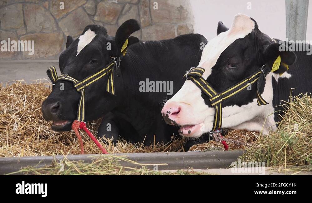 Friesian cattle Stock Videos & Footage - HD and 4K Video Clips - Alamy