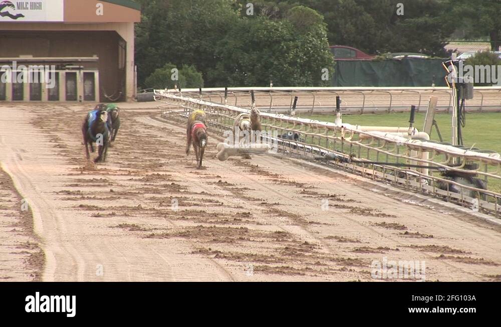 Greyhound stadium Stock Videos & Footage - HD and 4K Video Clips - Alamy
