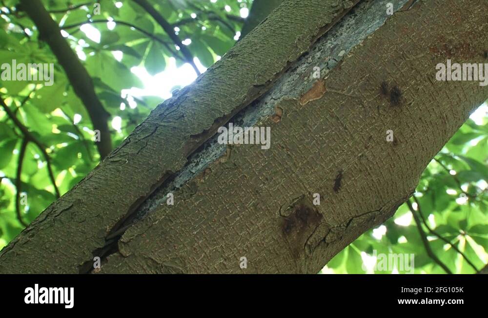 tilt up Cracks in the bark of Horse Chestnut affected with canker ...