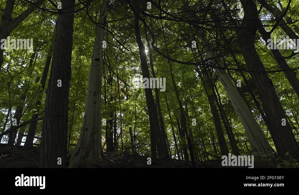 Looking up at tall trees in a forest. 4K UHD Stock Video Footage - Alamy