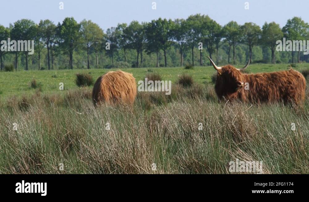 Highland cow eye Stock Videos & Footage - HD and 4K Video Clips - Alamy