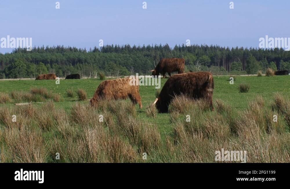 Cattle border Stock Videos & Footage - HD and 4K Video Clips - Alamy