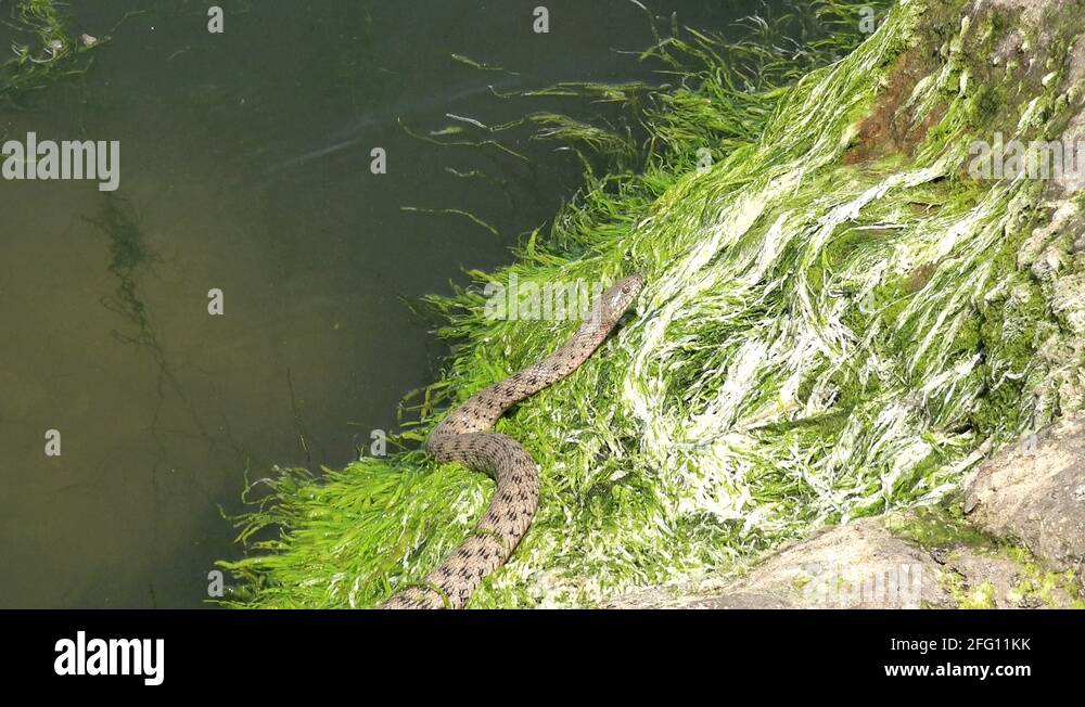 Snake River Natrix swam to rock with green algae on river Stock Video ...