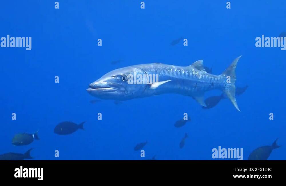 Great barracuda Stock Videos & Footage - HD and 4K Video Clips - Alamy