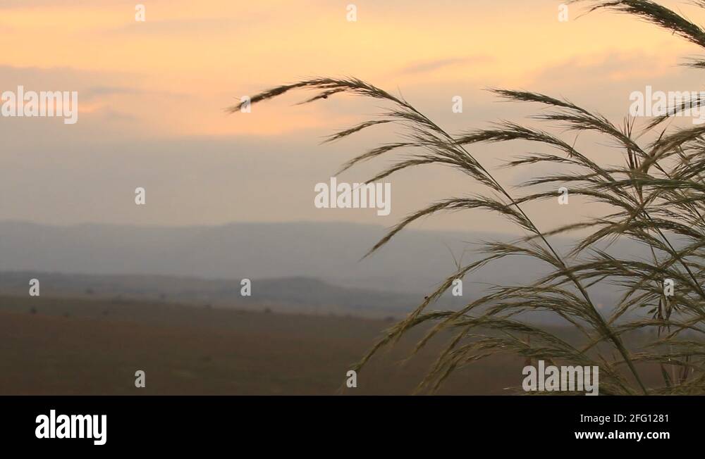 African sunset art Stock Videos & Footage - HD and 4K Video Clips - Alamy