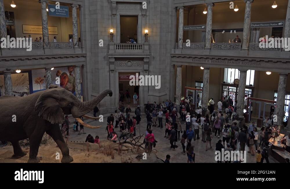 Natural History Smithsonian Museum elephant entrance fast 4K 076 Stock ...