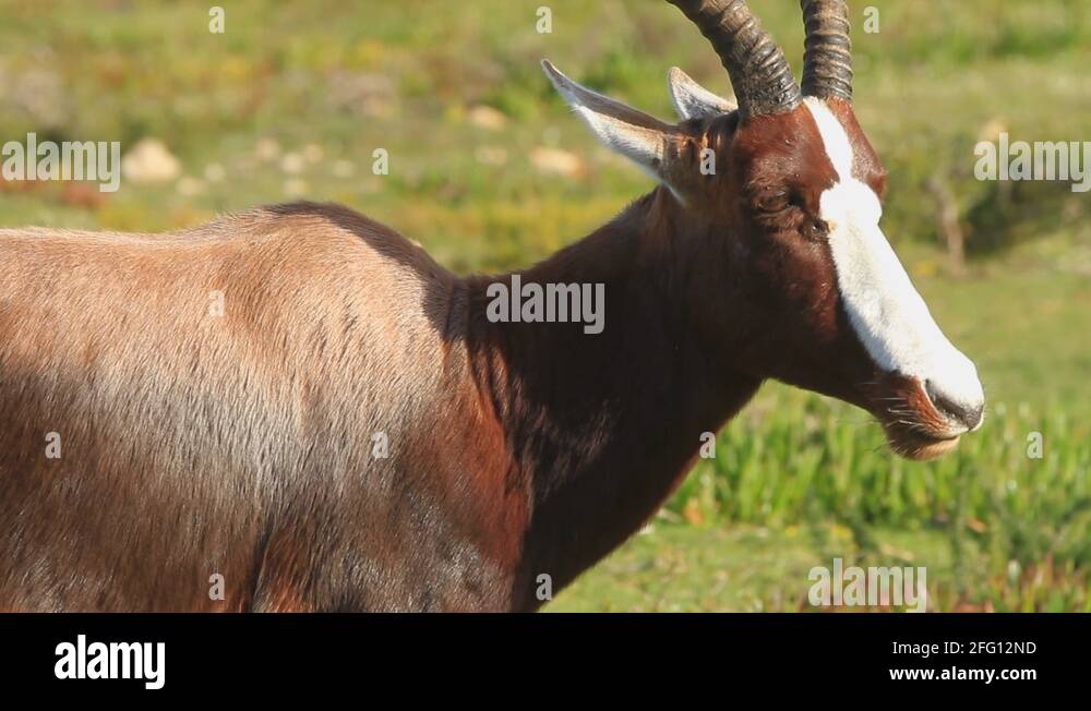 Bontebok species Stock Videos & Footage - HD and 4K Video Clips - Alamy