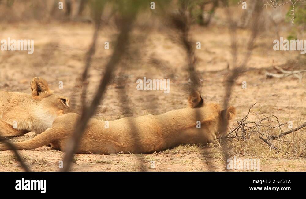 Lioness its female cub Stock Videos & Footage - HD and 4K Video Clips ...
