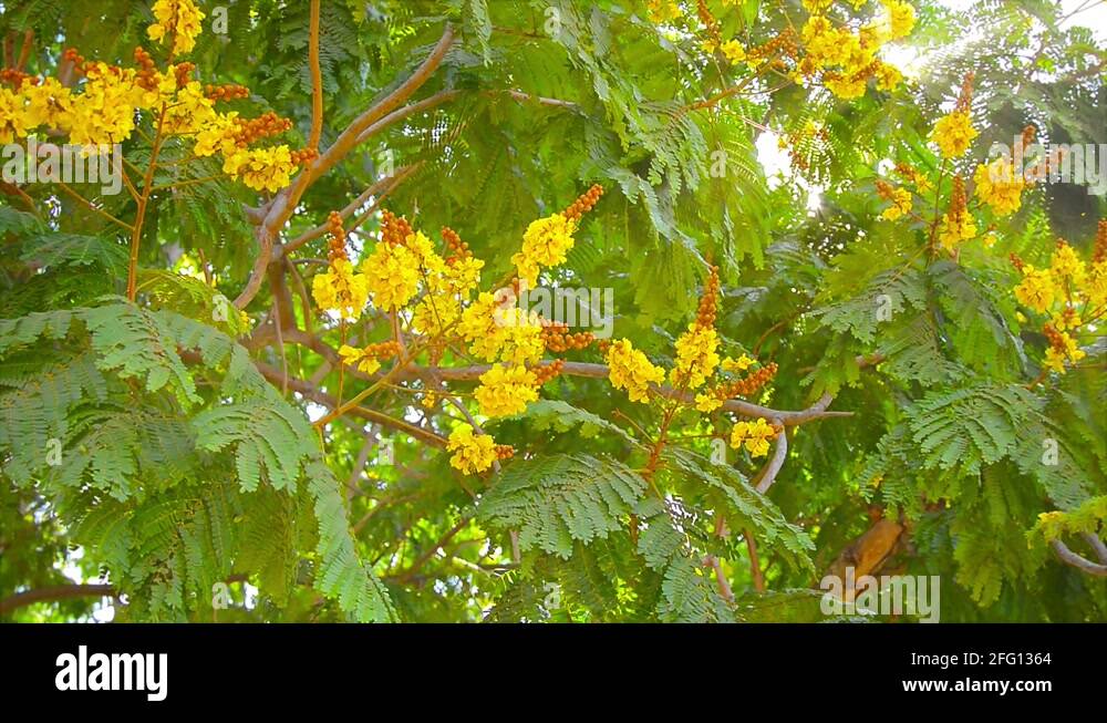 Video 1920X1080 - Yellow Flame Tree, with its beautiful, bold, yellow ...
