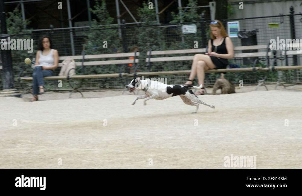 Dogs competing Stock Videos & Footage - HD and 4K Video Clips - Alamy