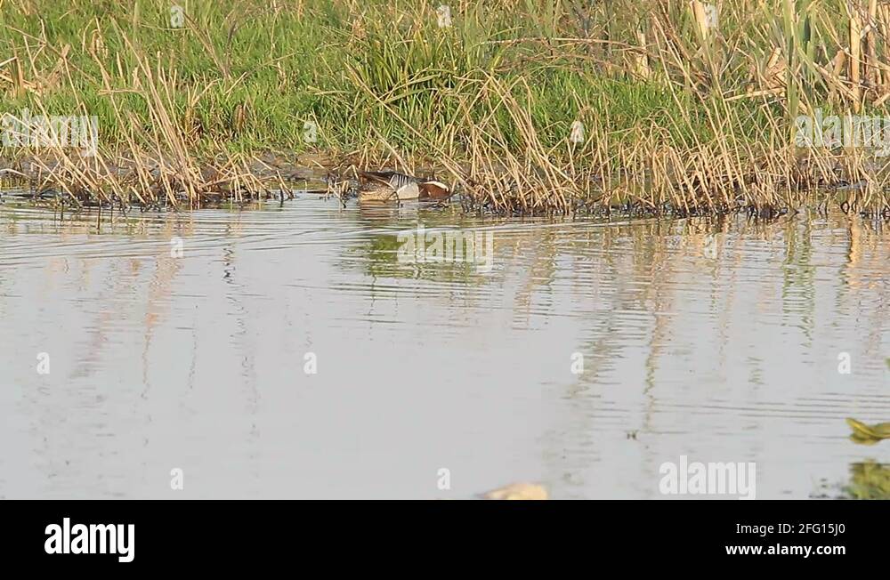 Garganey Stock Videos & Footage - HD and 4K Video Clips - Alamy