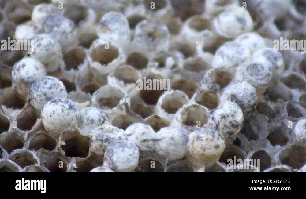 Dead wasp's nest macro pattern, 4K Stock Video Footage - Alamy