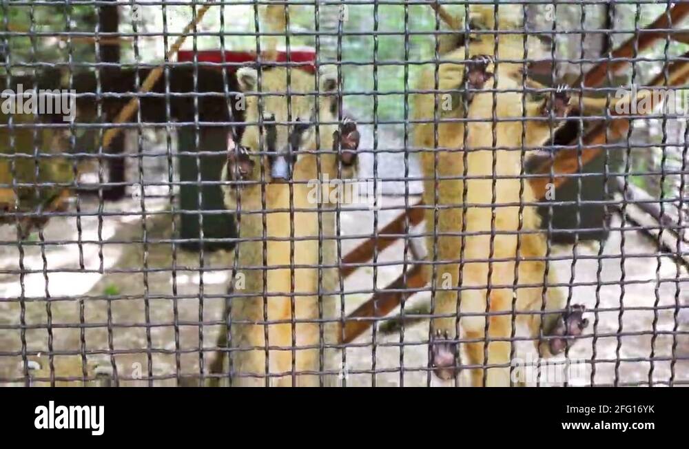 Coatis are taking grass and hanging through cage at zoo Skazka Stock ...