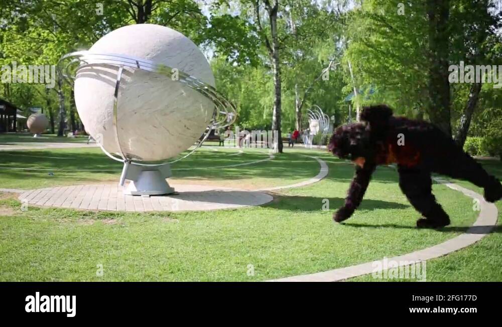 Acrobatic animal Stock Videos & Footage - HD and 4K Video Clips - Alamy