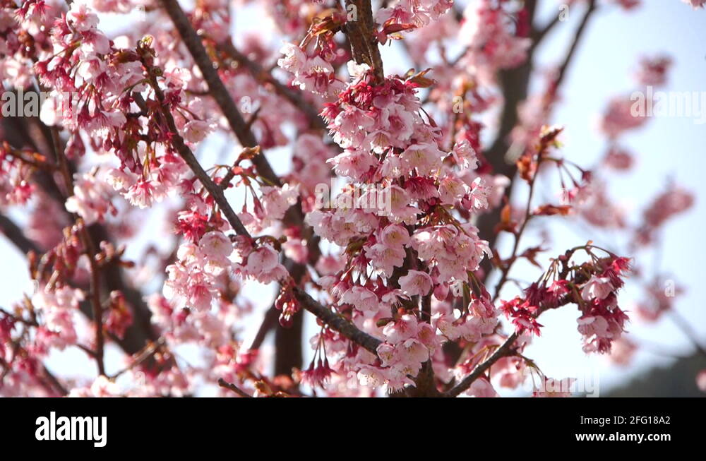 Pink Cherry Blossom Tree in Japanese Botanical Garden -Long Shot 2 ...