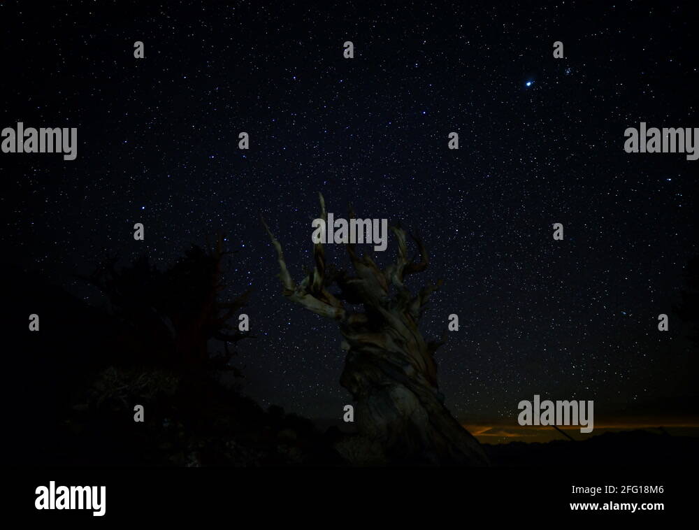 Star pine Stock Videos & Footage - HD and 4K Video Clips - Alamy