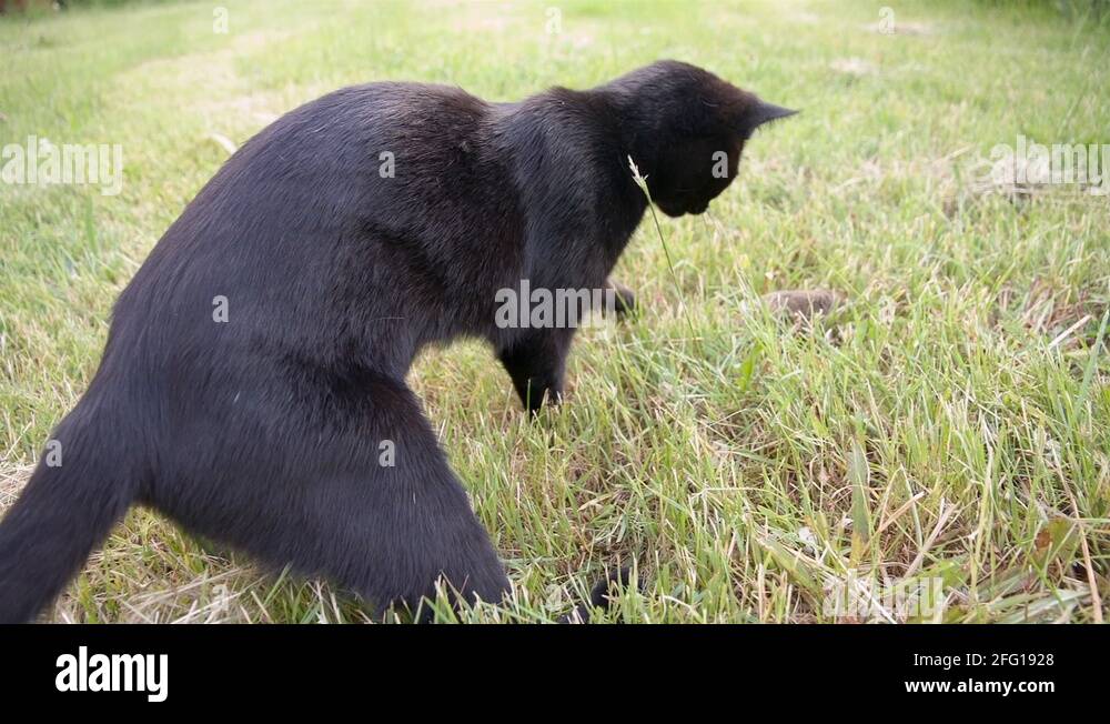 Cruelty mouse Stock Videos & Footage - HD and 4K Video Clips - Alamy