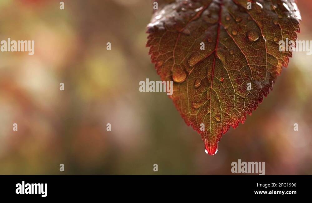 Drip water leaf Stock Videos & Footage - HD and 4K Video Clips - Alamy