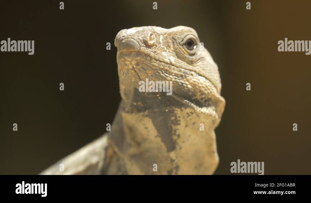 Lizard moving its head at Xcaret Park, Mexico Stock Video Footage - Alamy