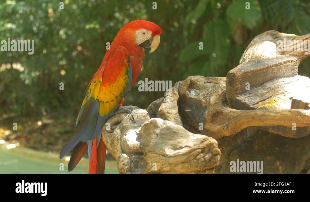 Parrot shaking its head and scratching at Xcaret Park, Mexico Stock ...