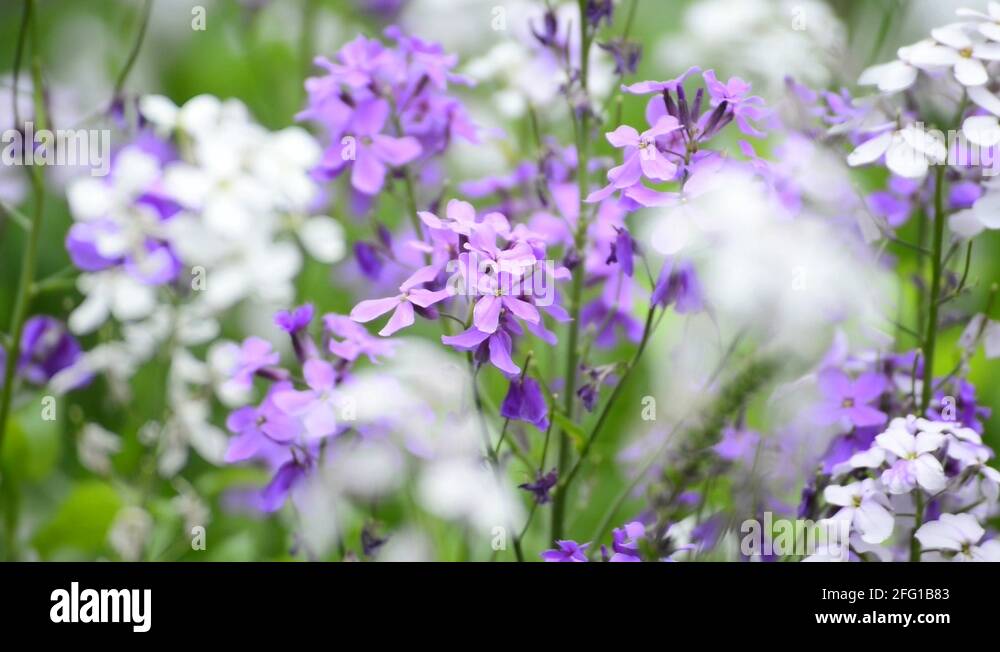 Sweet rocket hesperis matronalis Stock Videos & Footage - HD and 4K ...