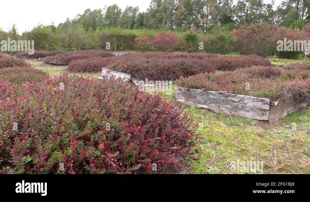 Bog garden plants Stock Videos & Footage - HD and 4K Video Clips - Alamy