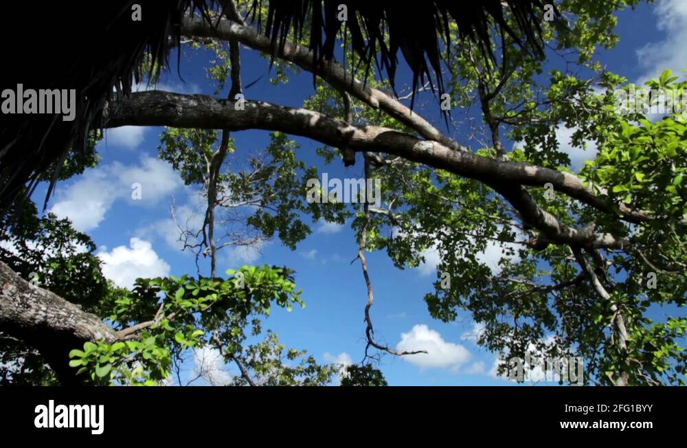 Cenote tree Stock Videos & Footage - HD and 4K Video Clips - Alamy
