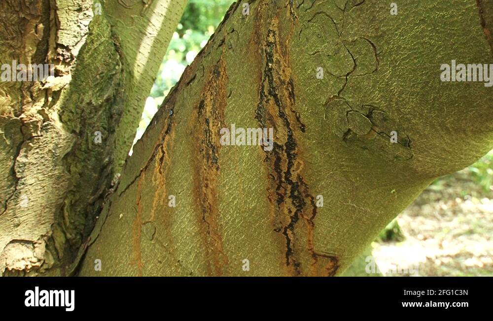 bleeding bark of Horse Chestnut (Aesculus hippocastanum) + zoom in ...