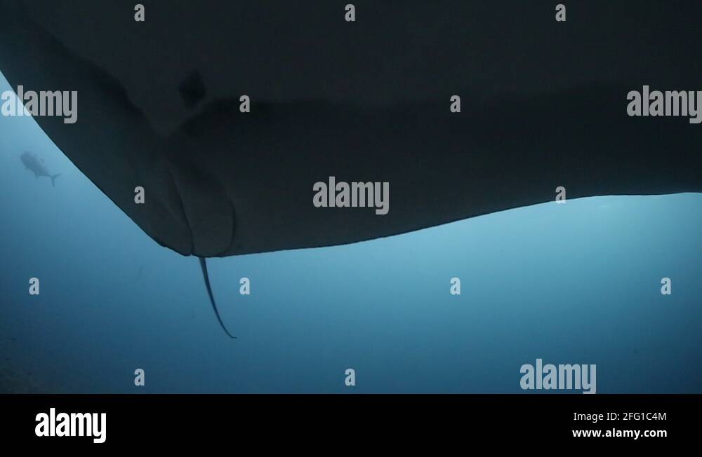 Manta ray overhead underwater Stock Video Footage - Alamy