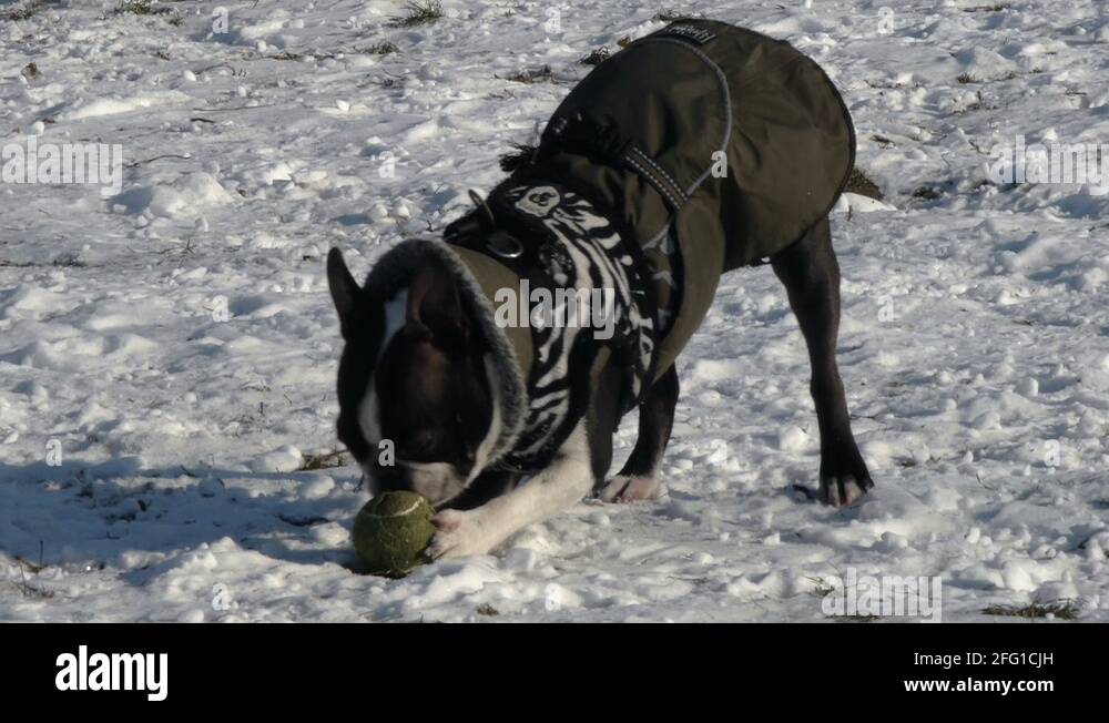 Boston terrier ball Stock Videos & Footage - HD and 4K Video Clips - Alamy