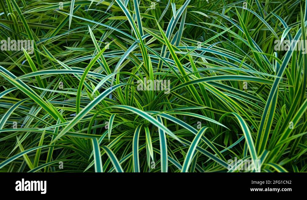 Long linear leaves Stock Videos & Footage - HD and 4K Video Clips - Alamy