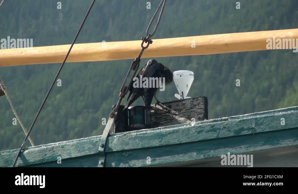 Crow boat Stock Videos & Footage - HD and 4K Video Clips - Alamy